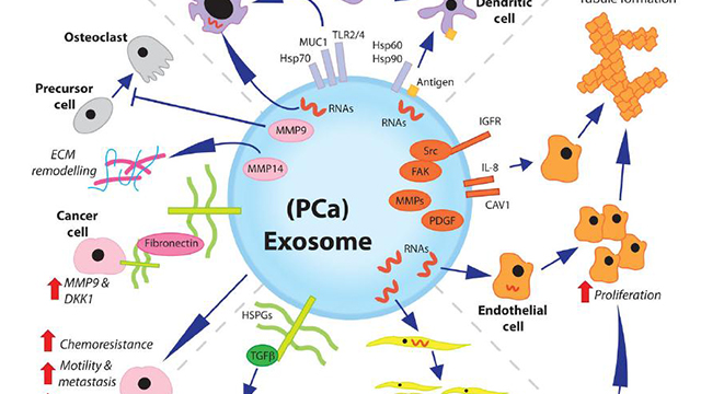 Topic: How Does the Prostate Cancer Microenvironment Affect the ...