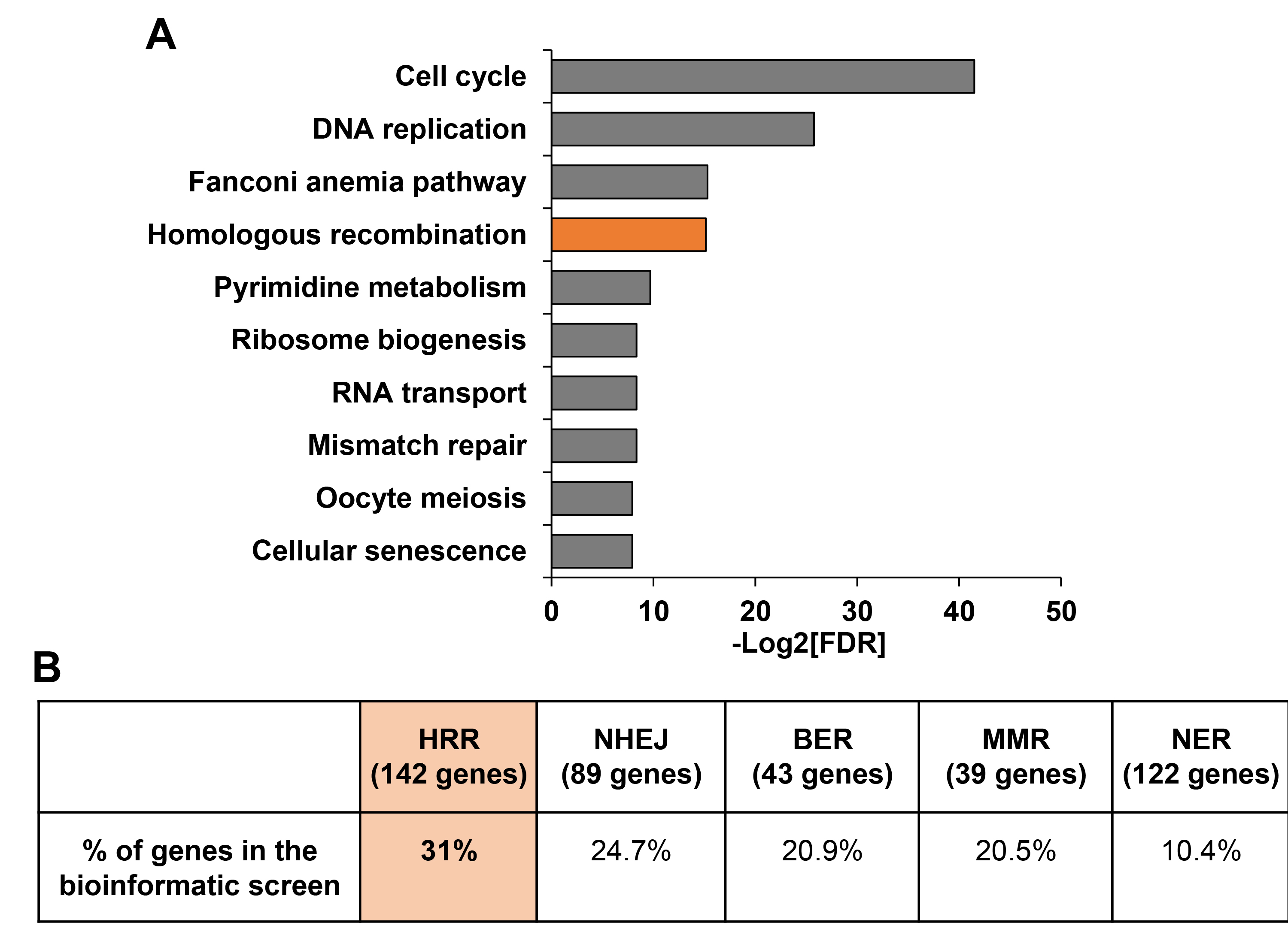 Estrogen and DNA damage modulate mRNA levels of genes involved in homologous recombination ...