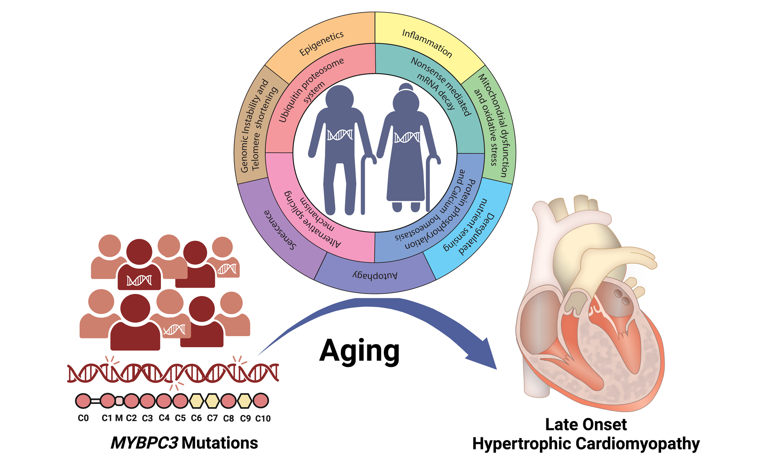 Articles | The Journal of Cardiovascular Aging - OAE