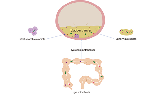 Topic: Microbial Biomarkers for Immune Microenvironment in Chronic ...