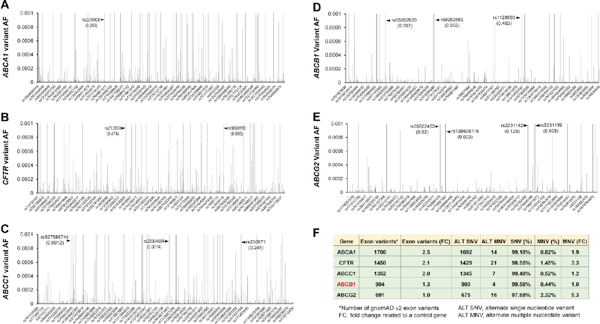 Genomic stability at the coding regions of the multidrug transporter ...