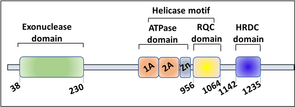 Enigmatic role of WRN-RECQL helicase in DNA repair and its implications ...
