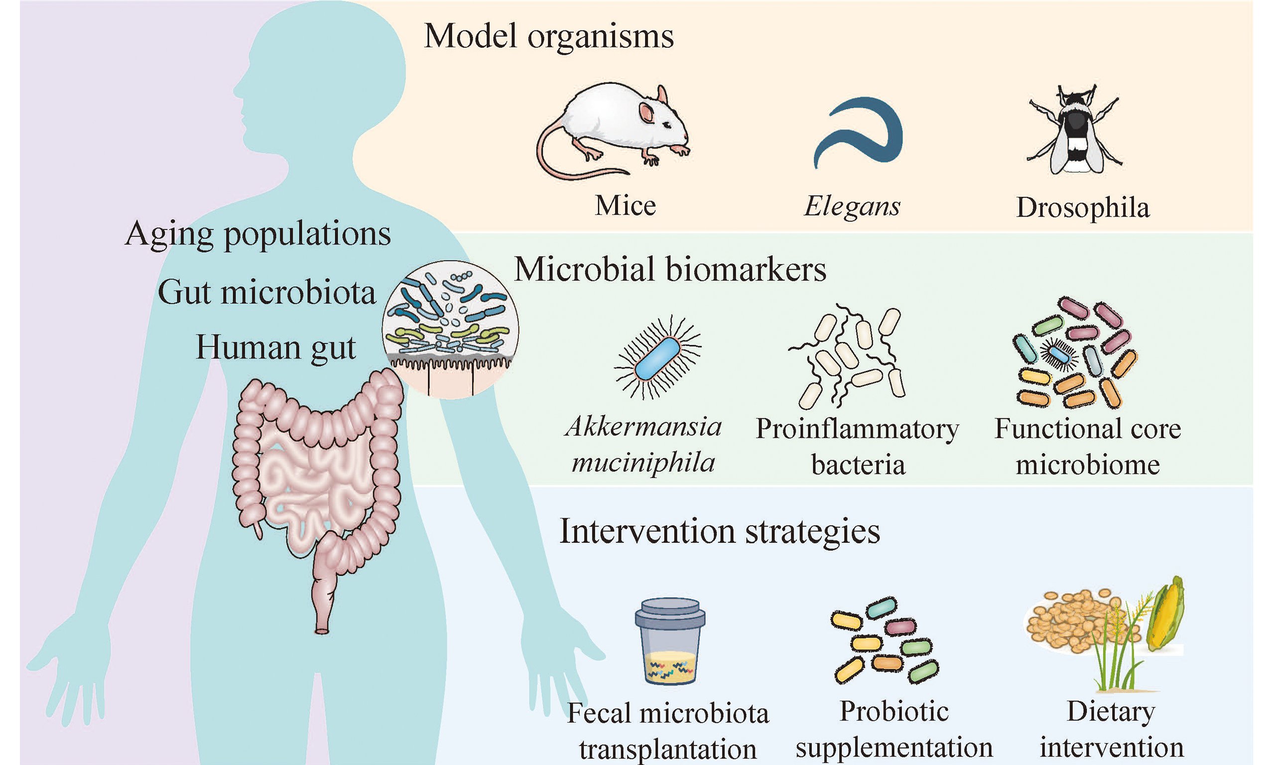 Topic: Microbial Biomarkers for Immune Microenvironment in Chronic ...