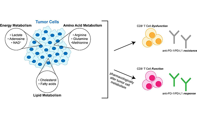 Topic: Resistance to Cancer Immunotherapy: Mechanisms, Advances ...