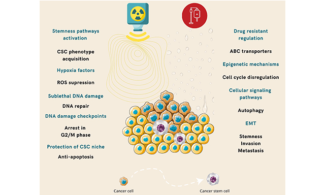 Featured Articles | Cancer Drug Resistance - OAE