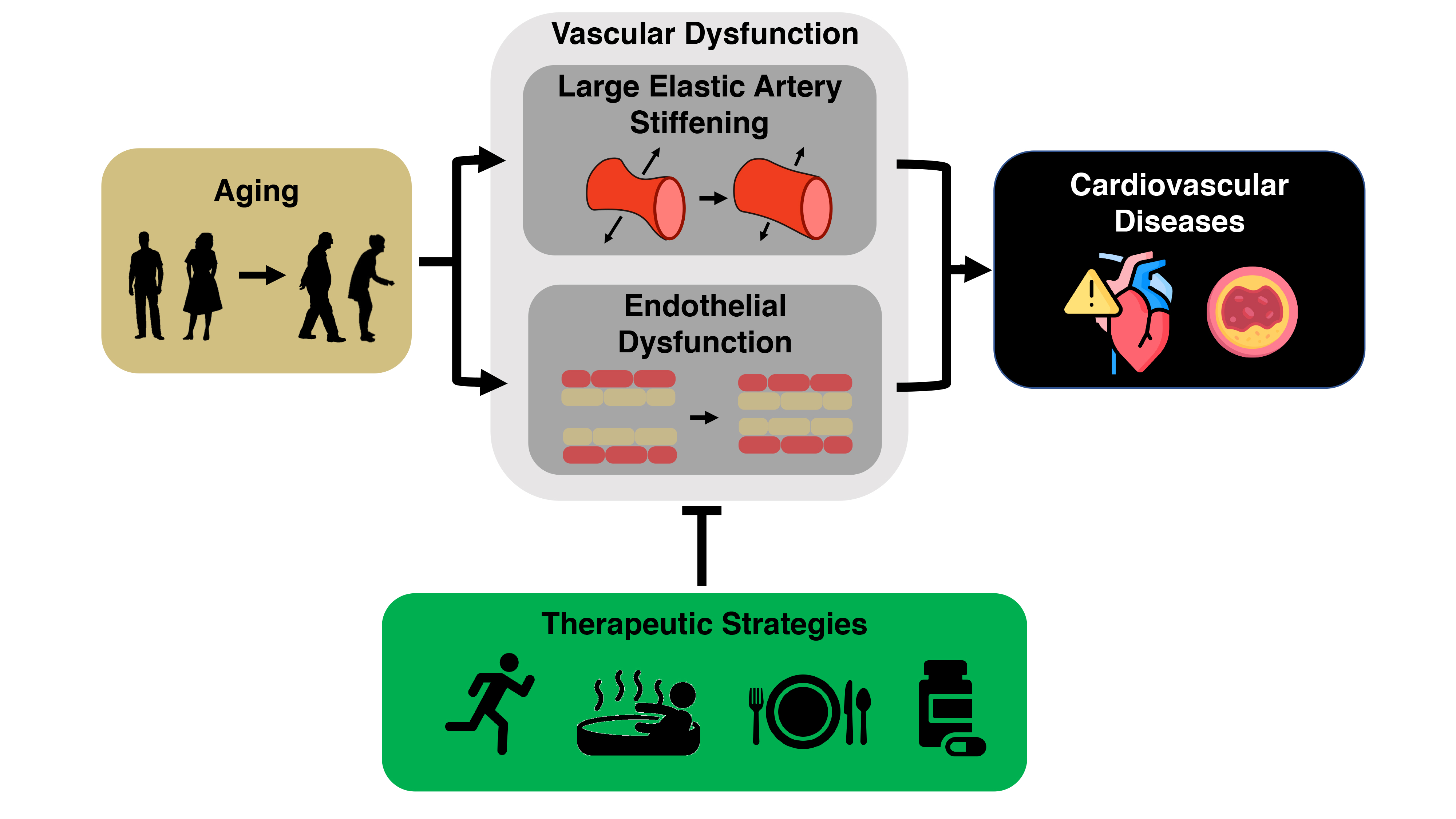 Promoting healthy cardiovascular aging: emerging topics
