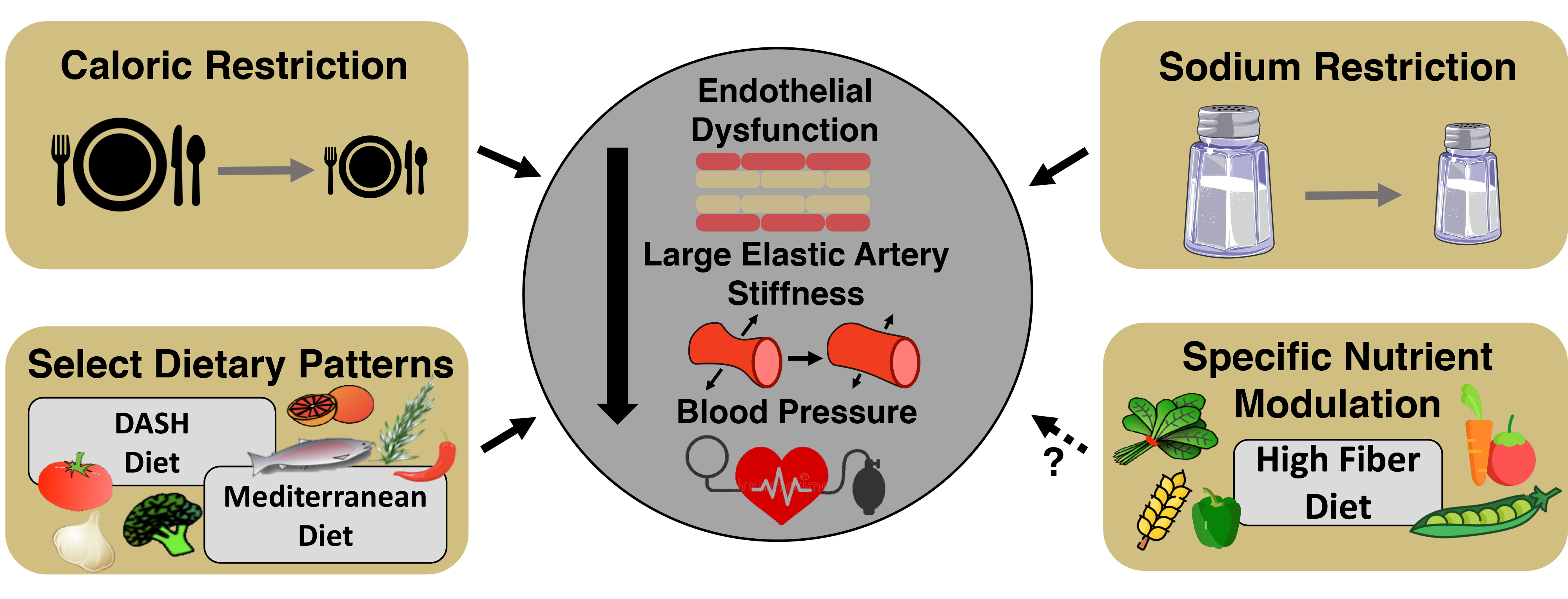 Promoting healthy cardiovascular aging: emerging topics