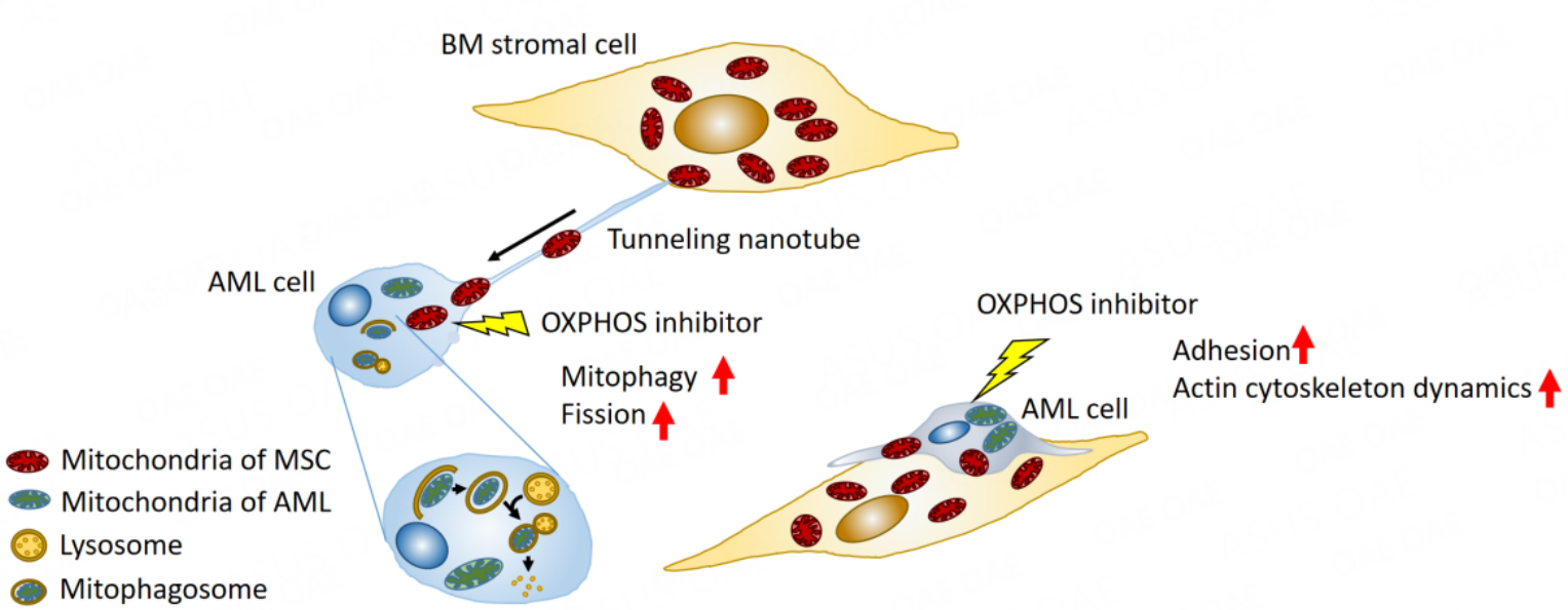 Resistance to energy metabolism - targeted therapy of AML cells ...