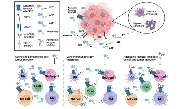 Topic: Resistance to Cancer Immunotherapy: Mechanisms, Advances ...