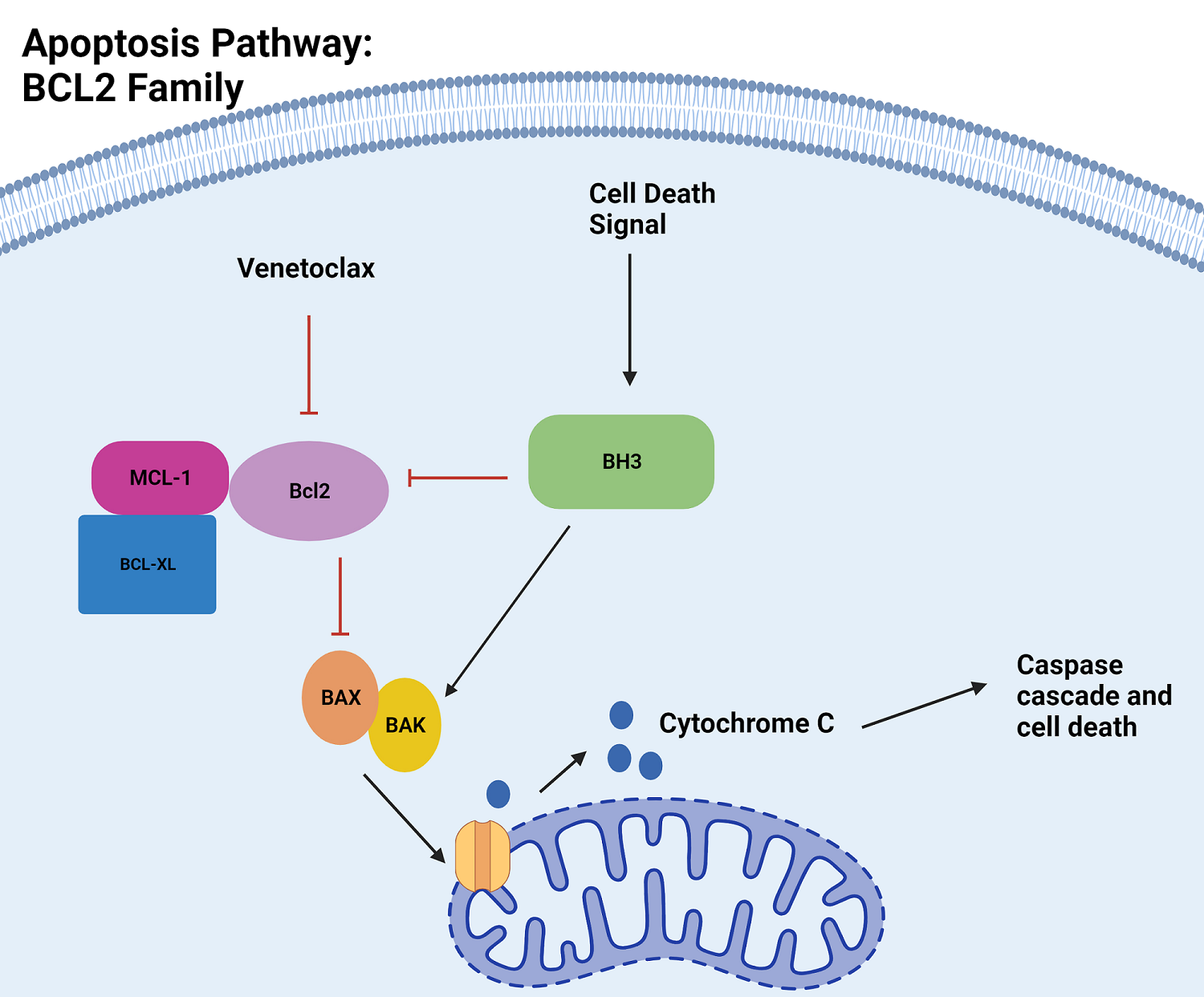 Targeting BCL2 Pathways In CLL A Story Of Resistance And Ingenuity
